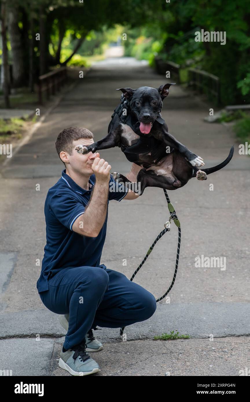 A Caucasian man trains his pit bull terrier dog to jump. Vertical photo ...