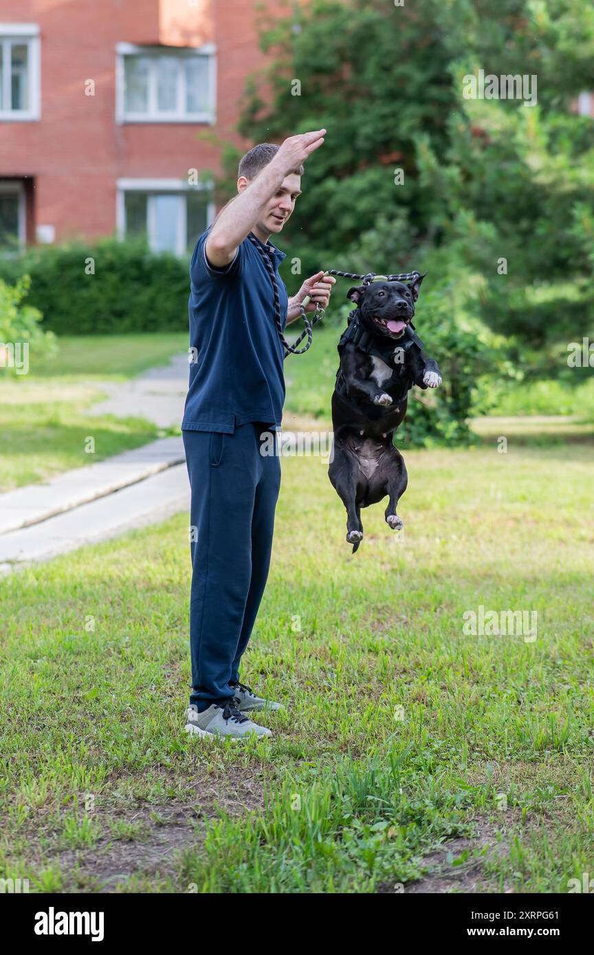 A Caucasian man trains his pit bull terrier dog to jump. Vertical photo ...