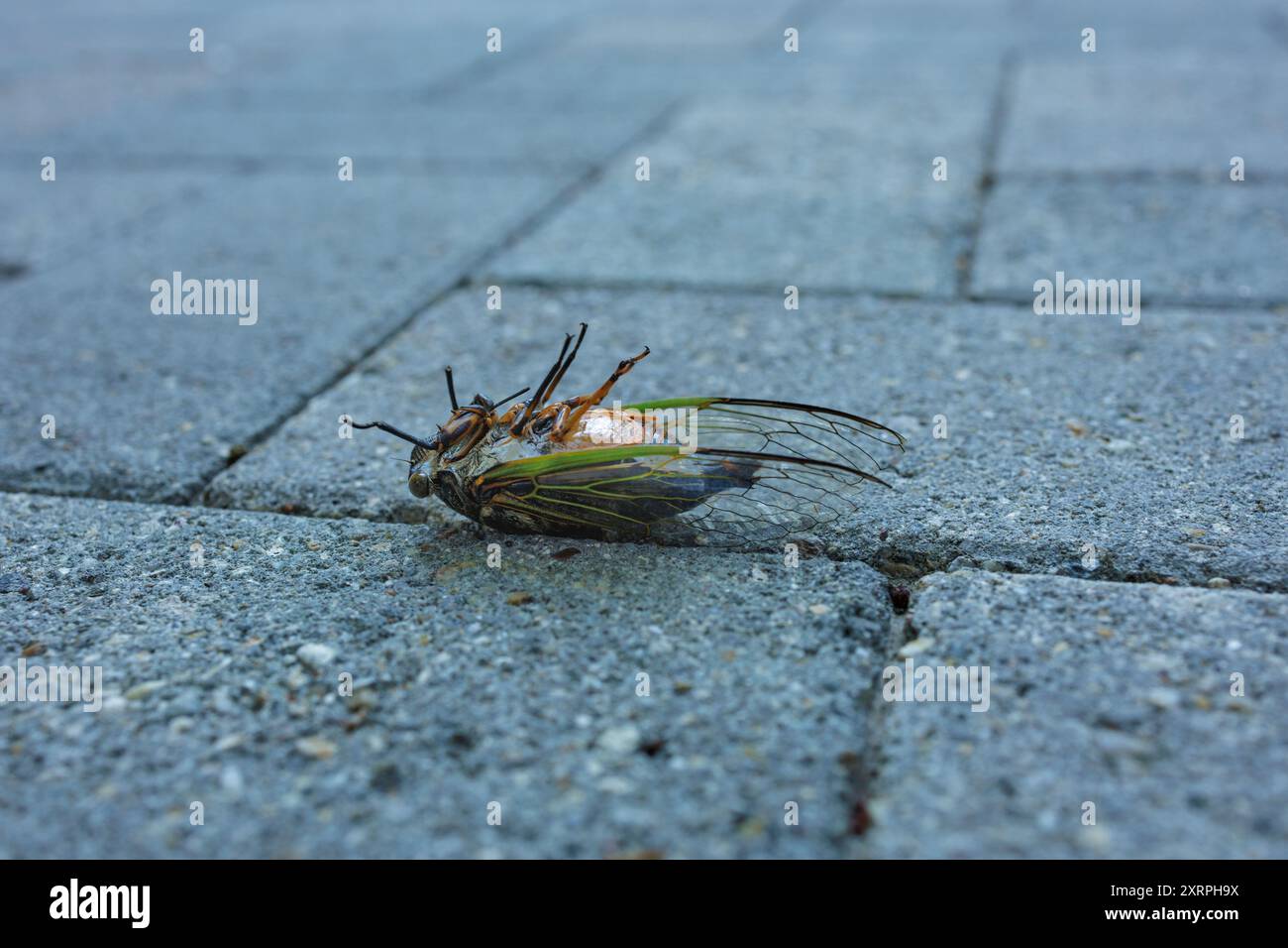 A close-up of a dead cicada resting face up on a coarse brick surface ...