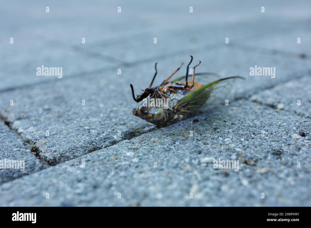 A dead cicada with green wings and legs curled upward lies on its back ...
