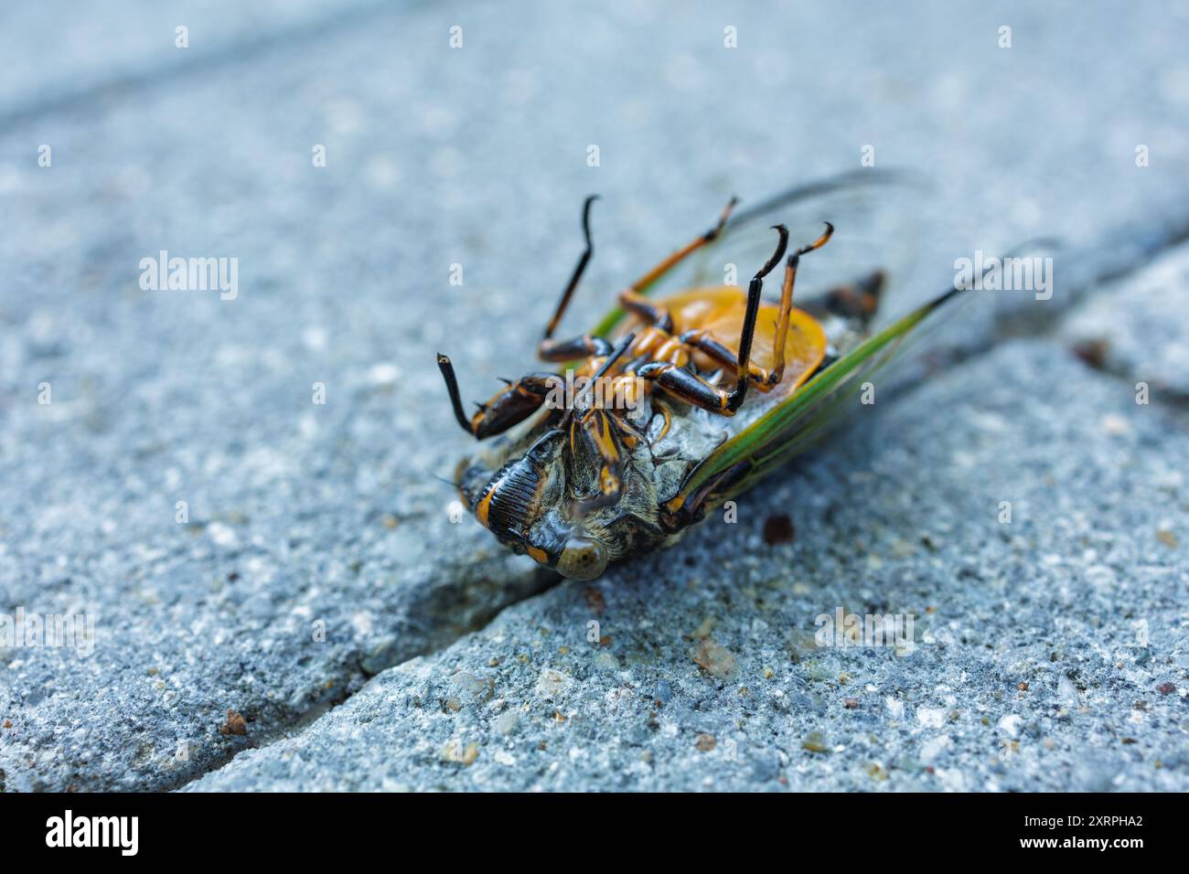 A dying cicada lies on its back on a rough, gray surface, its green ...