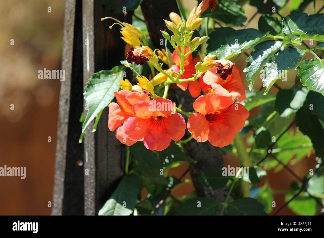 Chinese trumpet creeper flower (Campis grandiflora Stock Photo - Alamy