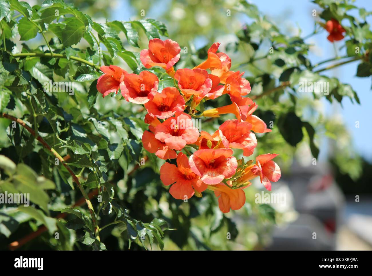 Chinese trumpet creeper flower (Campis grandiflora Stock Photo - Alamy