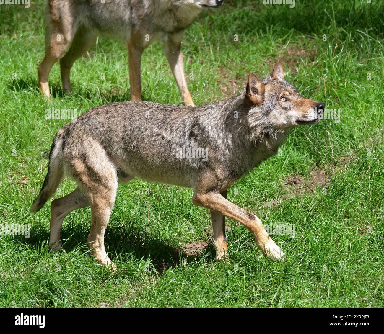 Problemwolf hi-res stock photography and images - Alamy