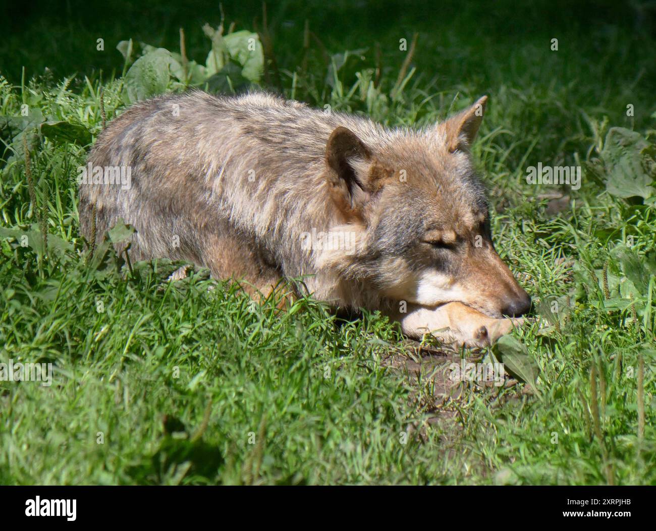 Wolf-Europaeischer Grauwolf in Deutschland in Aktion Wolf-Grauwolf ...