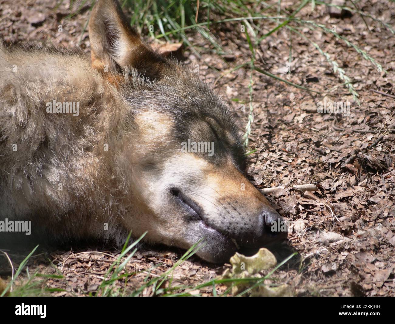 Wolf-Europaeischer Grauwolf in Deutschland in Aktion Wolf-Grauwolf ...