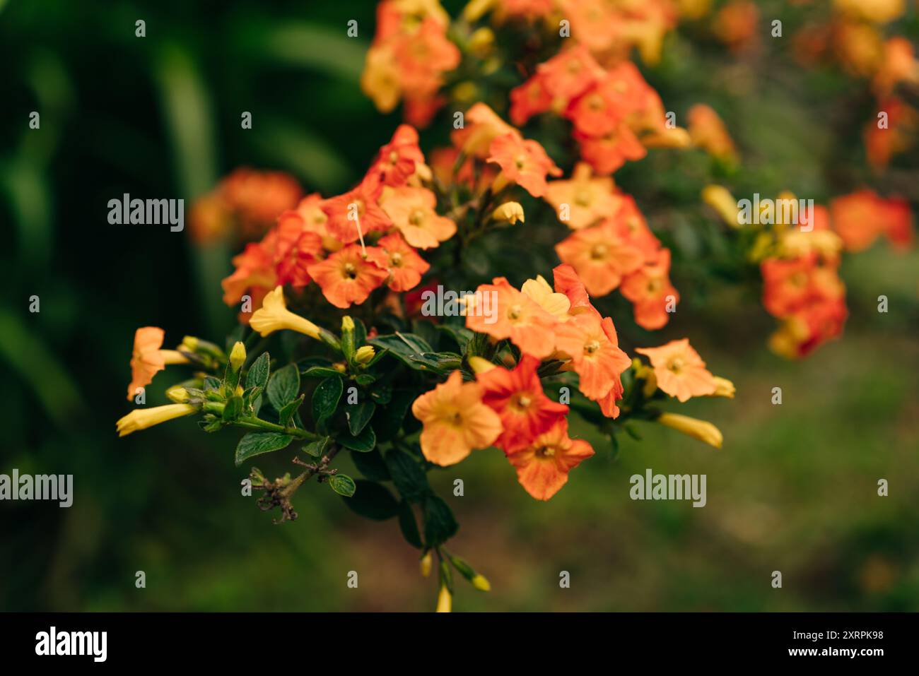 Orange and yellow Marmalade Bush, Streptosolen jamesonii, in flower ...