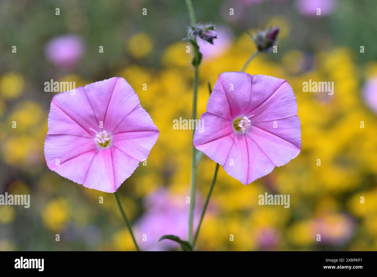 Pink flowers of the Cantabrian morning glory (Convolvulus cantabrica ...