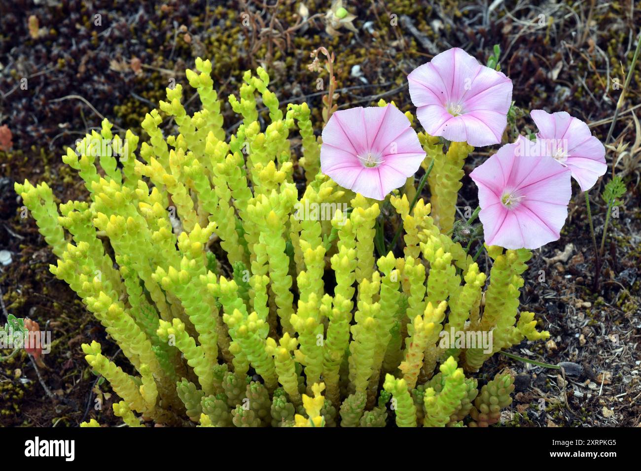 Pink flowers of the Cantabrian morning glory (Convolvulus cantabrica ...