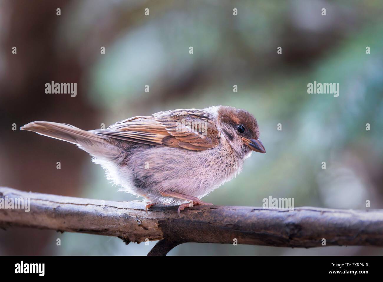 cute female tree sparrow garden bird (Passer montanus) in beautiful ...