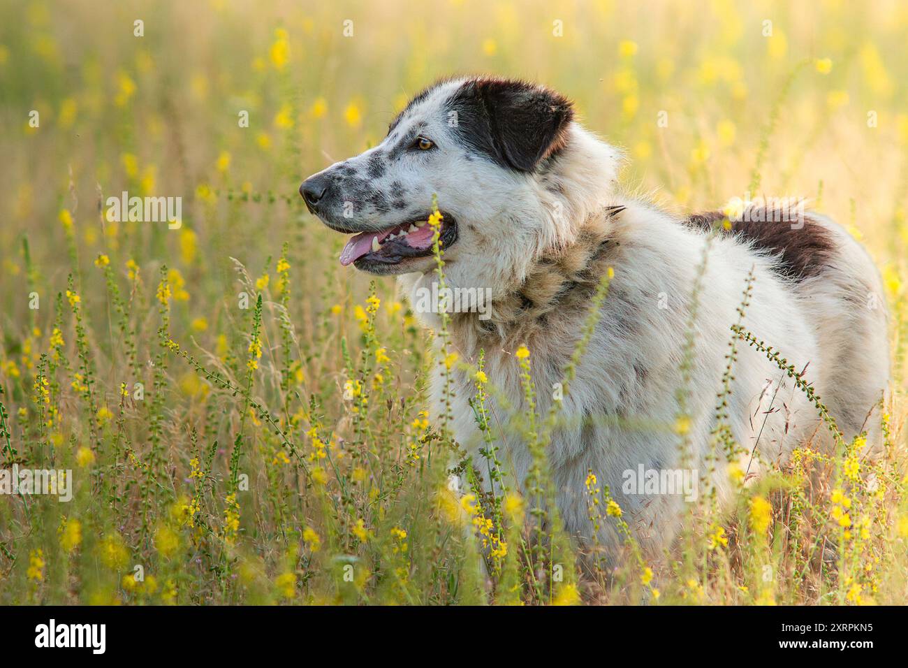 Large white romanian shepherd dog hi-res stock photography and images ...