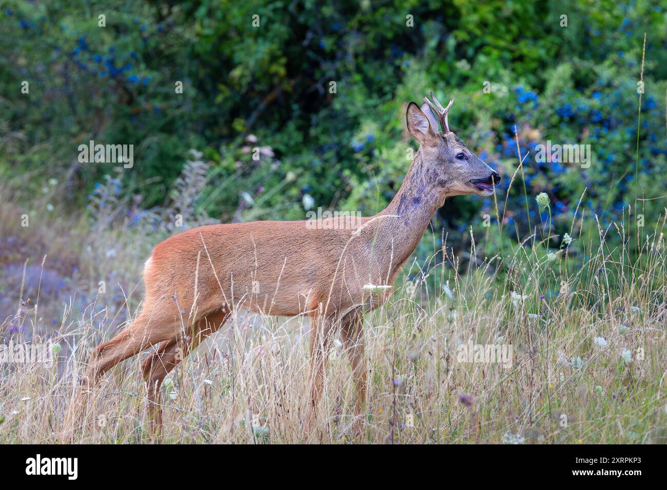 Roe deer and roebuck capreolus capreolus in the mating season hi-res ...