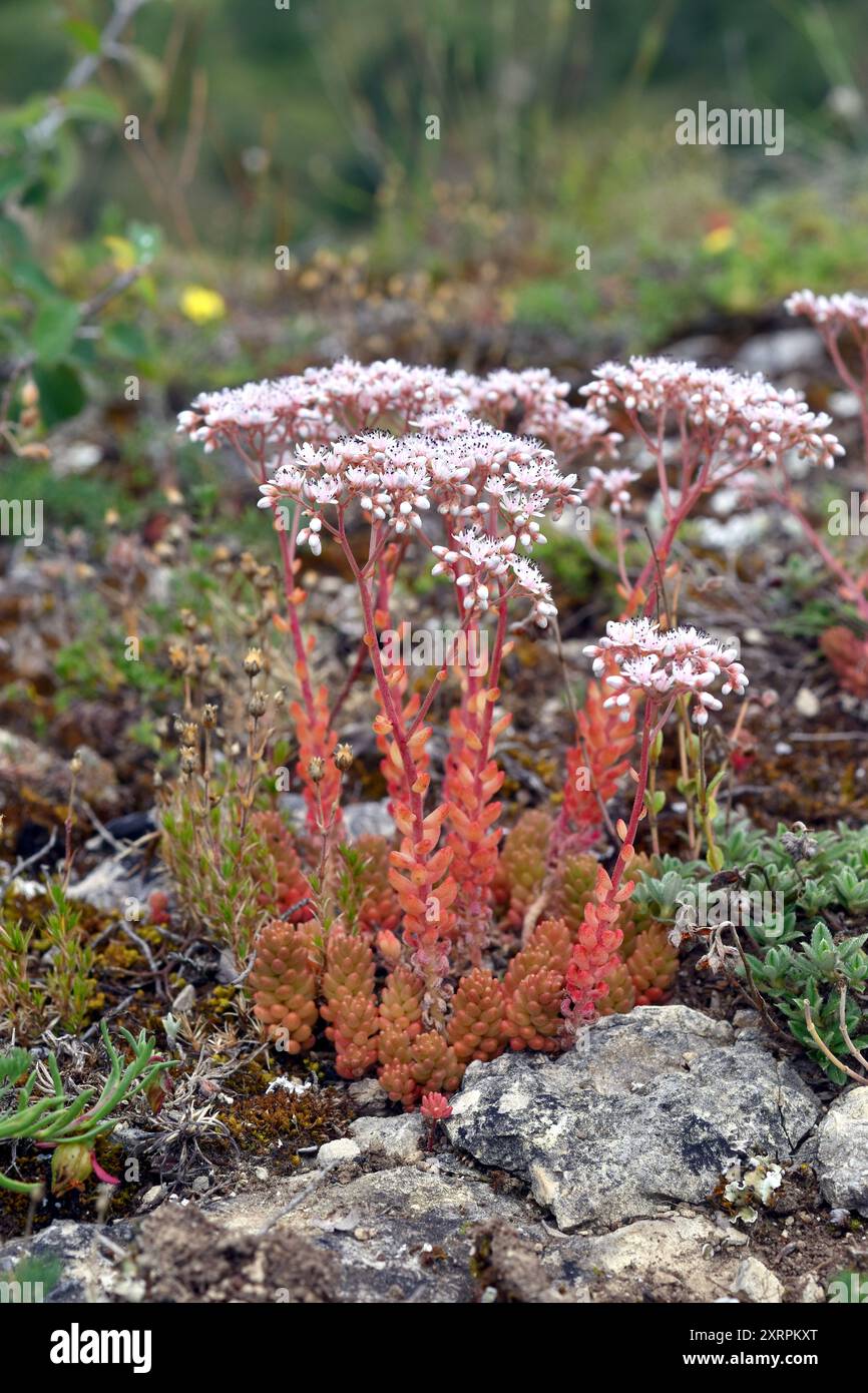 The lithophyte white stonecrop (Sedum album) among limestone rocks ...