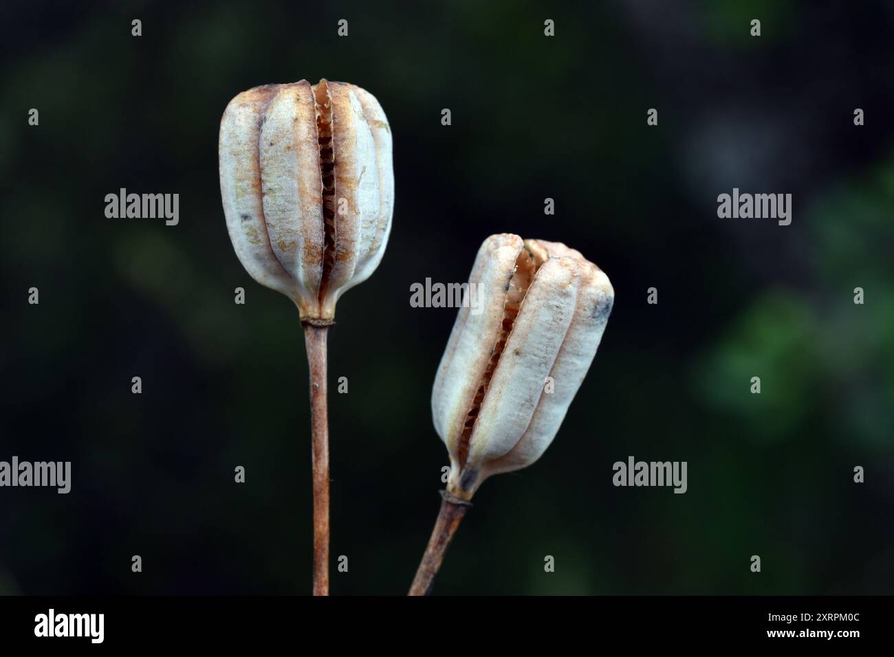 Fruits of Pyrenean fritillary (Fritillaria pyrenaica Stock Photo - Alamy