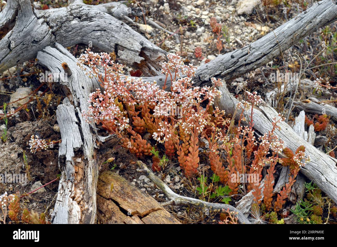 Lithophyte vegetation hi-res stock photography and images - Alamy