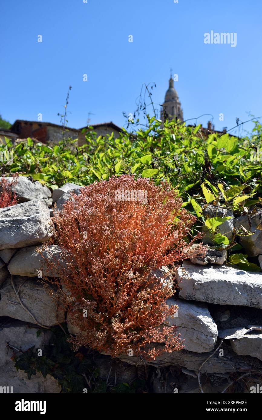 Lithophyte vegetation hi-res stock photography and images - Alamy