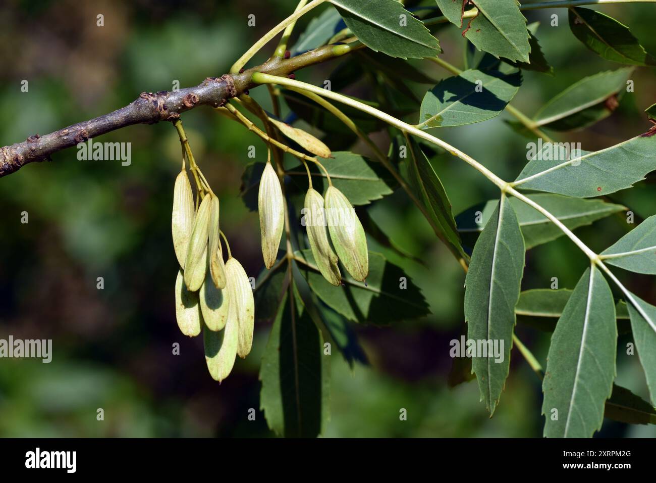 Fruits and leaves of narrow-leaved ash (Fraxinus angustifolia Stock Photo - Alamy