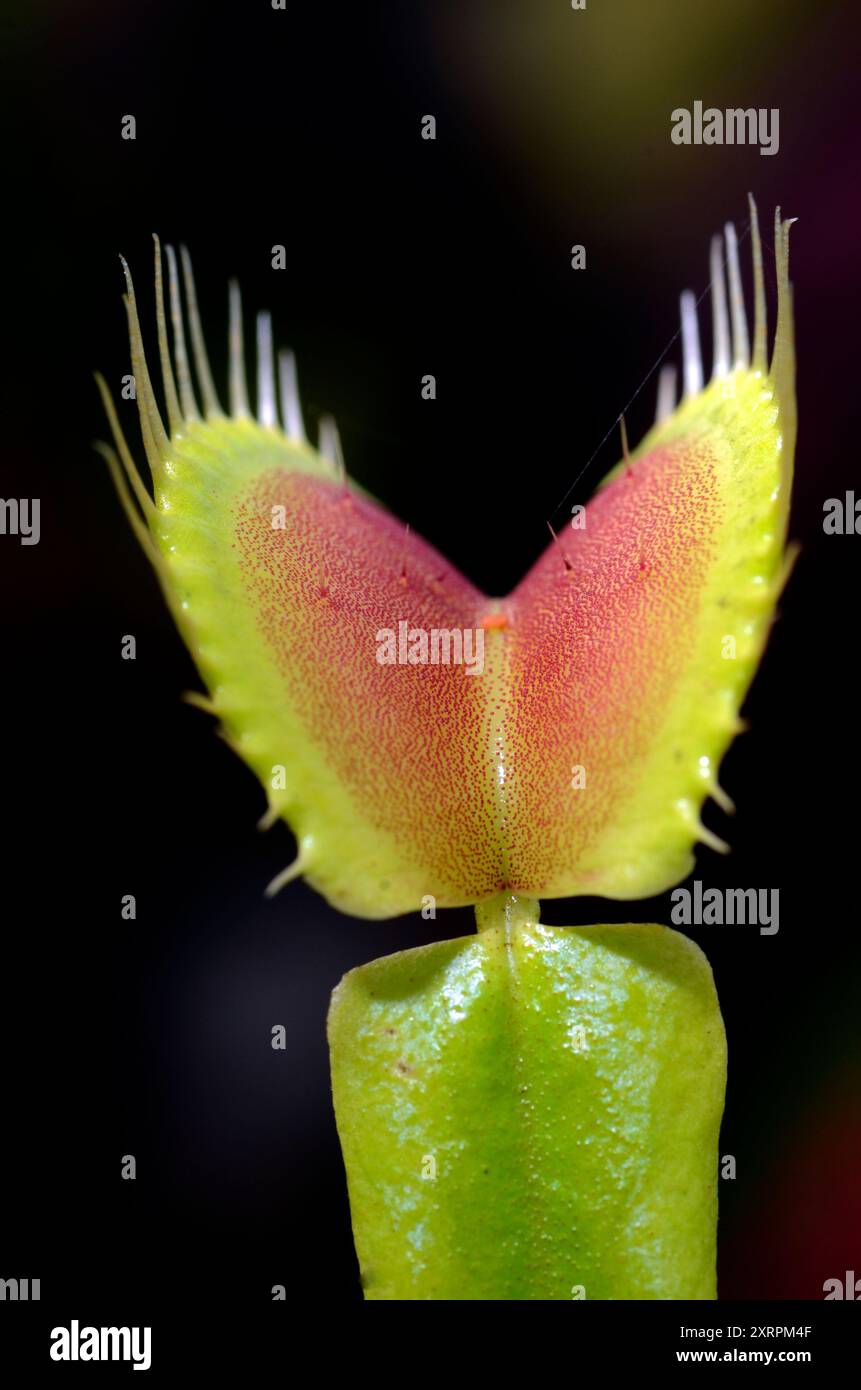 Leaves of Venus flytrap (Dionaea muscipula Stock Photo - Alamy