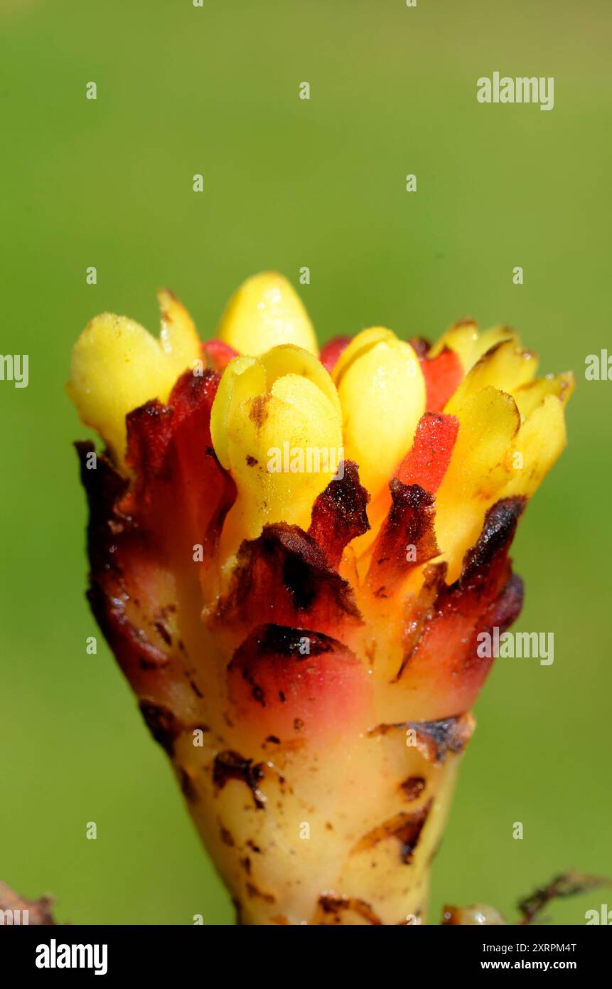 Cytinus hypocistis flowers on a green background. It is a parasitic ...