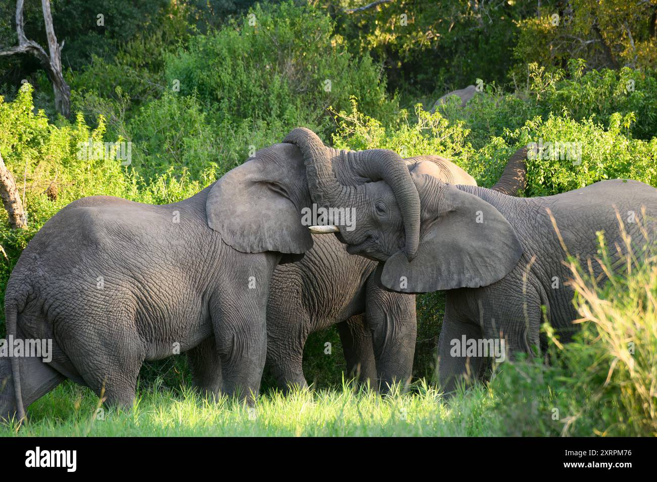 Two elephants feeling each other with their trunks, outside in the bush ...