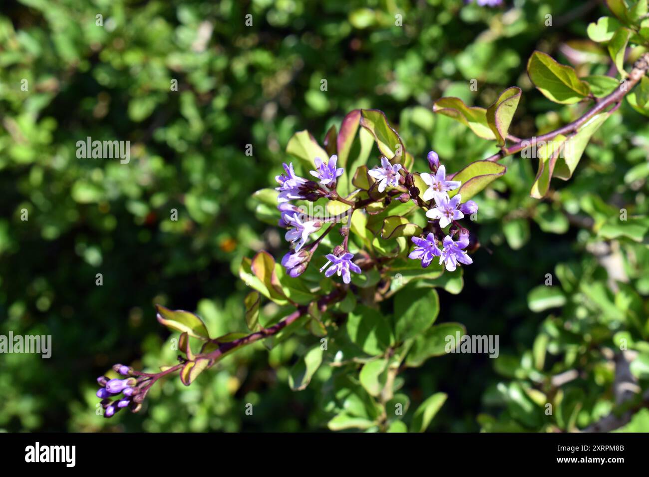 Leaves and flowers of puzzle bush (Ehretia rigida Stock Photo - Alamy