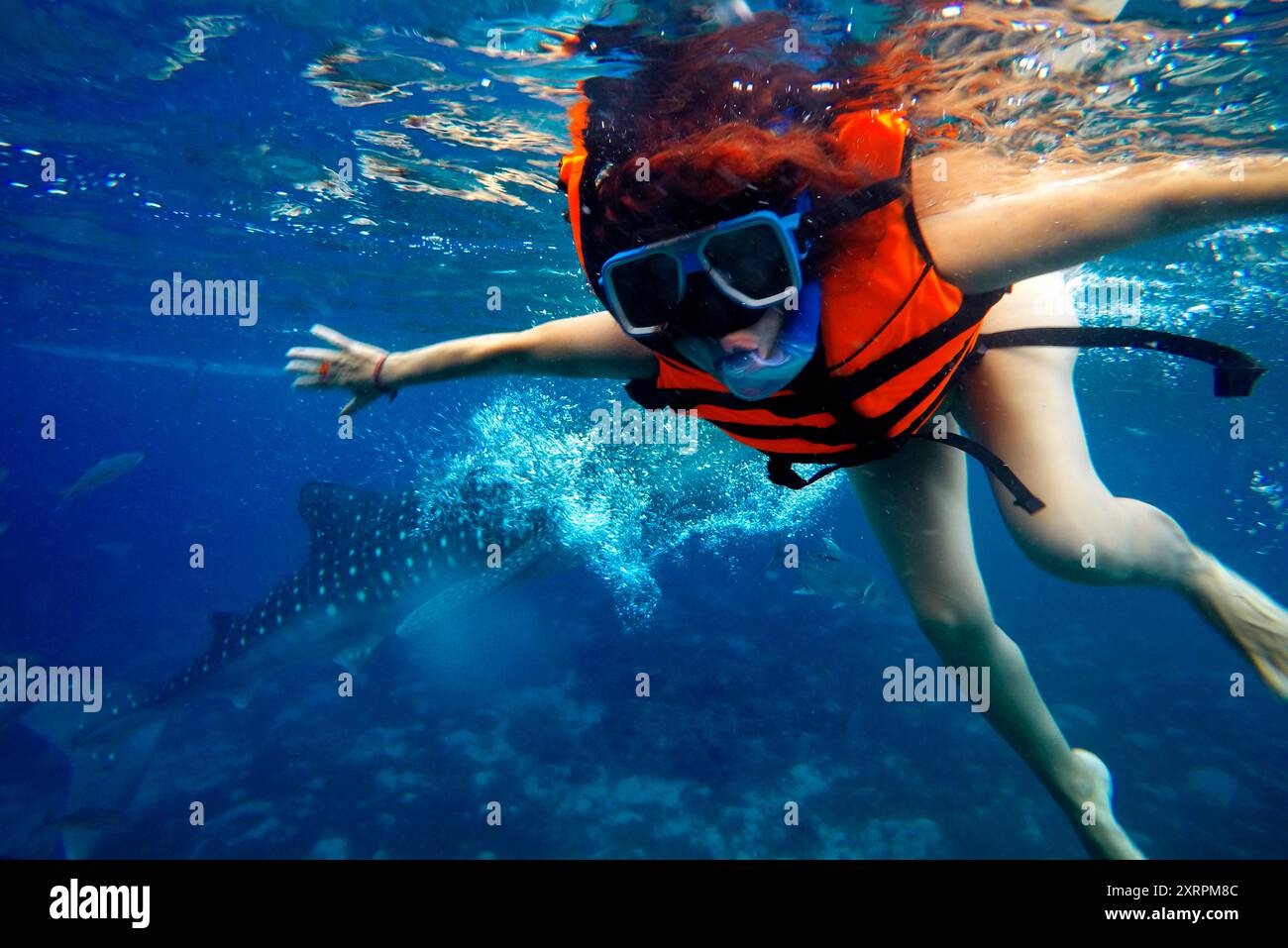Tourist swimming close of A Whale Shark Rhincodon Typus at Oslob Cebu ...