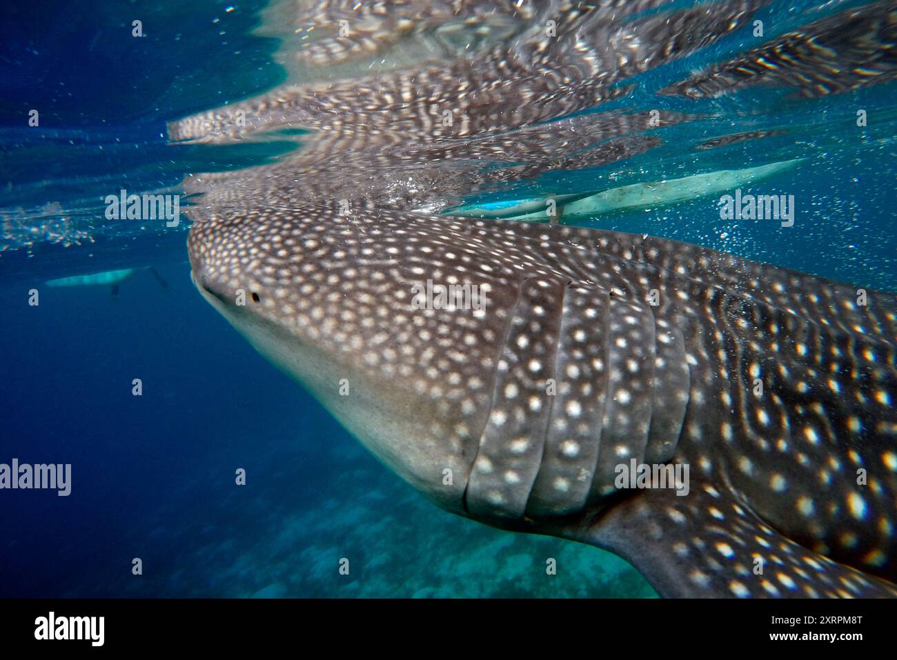 Whale shark philippnes hi-res stock photography and images - Alamy
