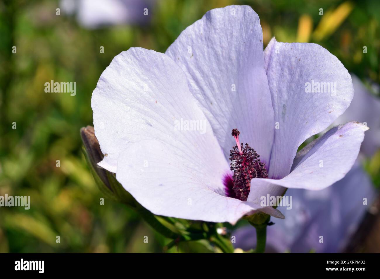 Alyogyne cuneiformis flower grown in a garden Stock Photo - Alamy