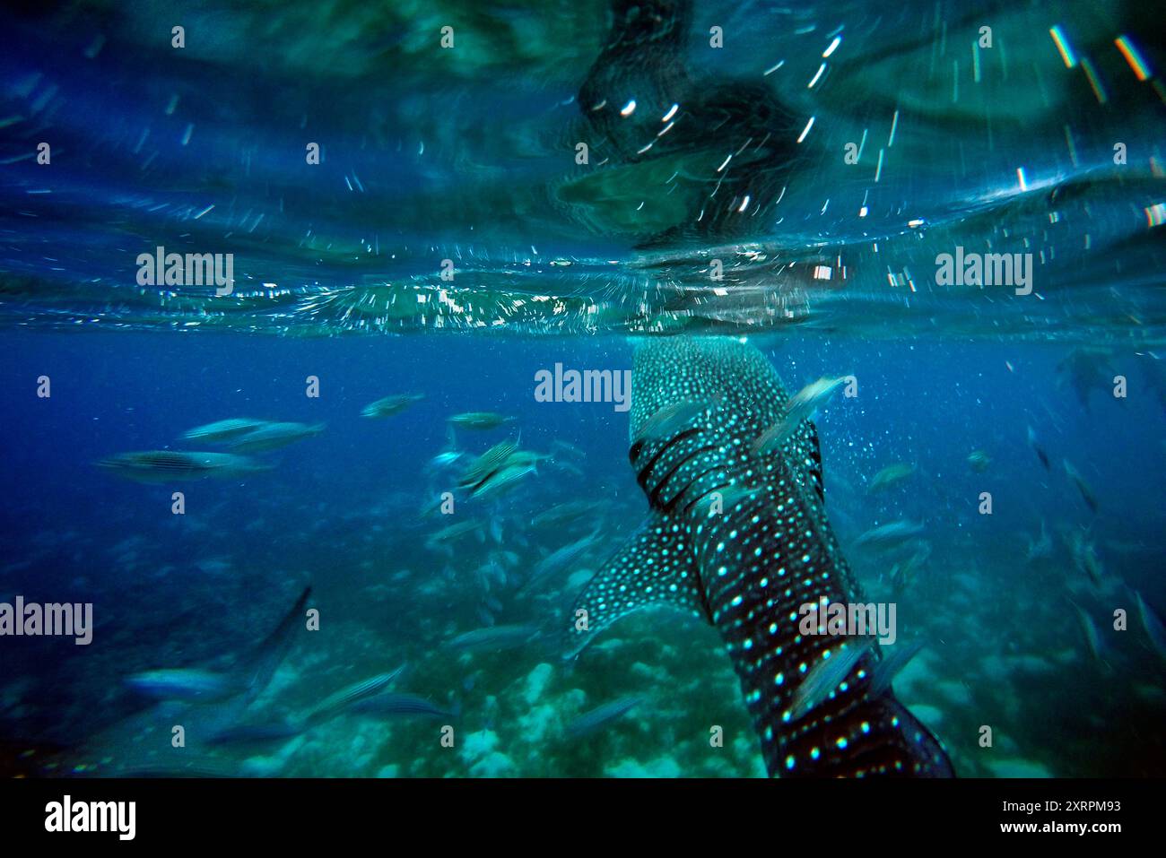 Close-Up Of A Whale Shark Rhincodon Typus at Oslob Cebu, Central ...