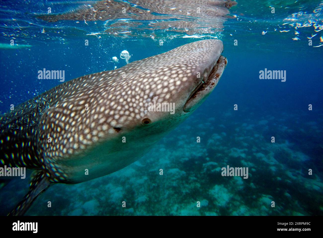 Whale shark philippnes hi-res stock photography and images - Alamy