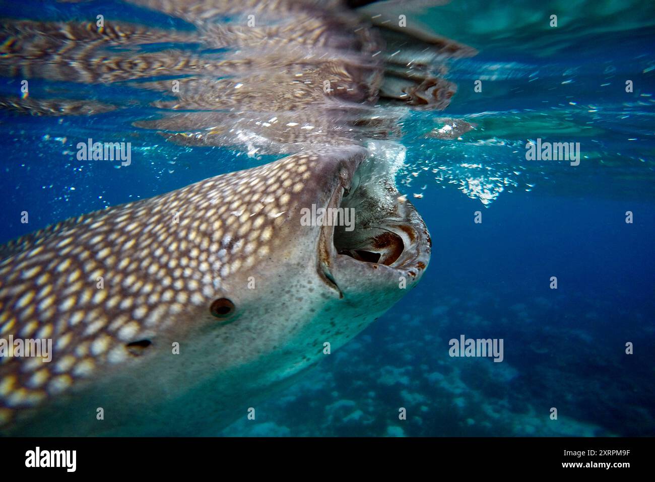 Close-Up Of A Whale Shark Rhincodon Typus at Oslob Cebu, Central ...