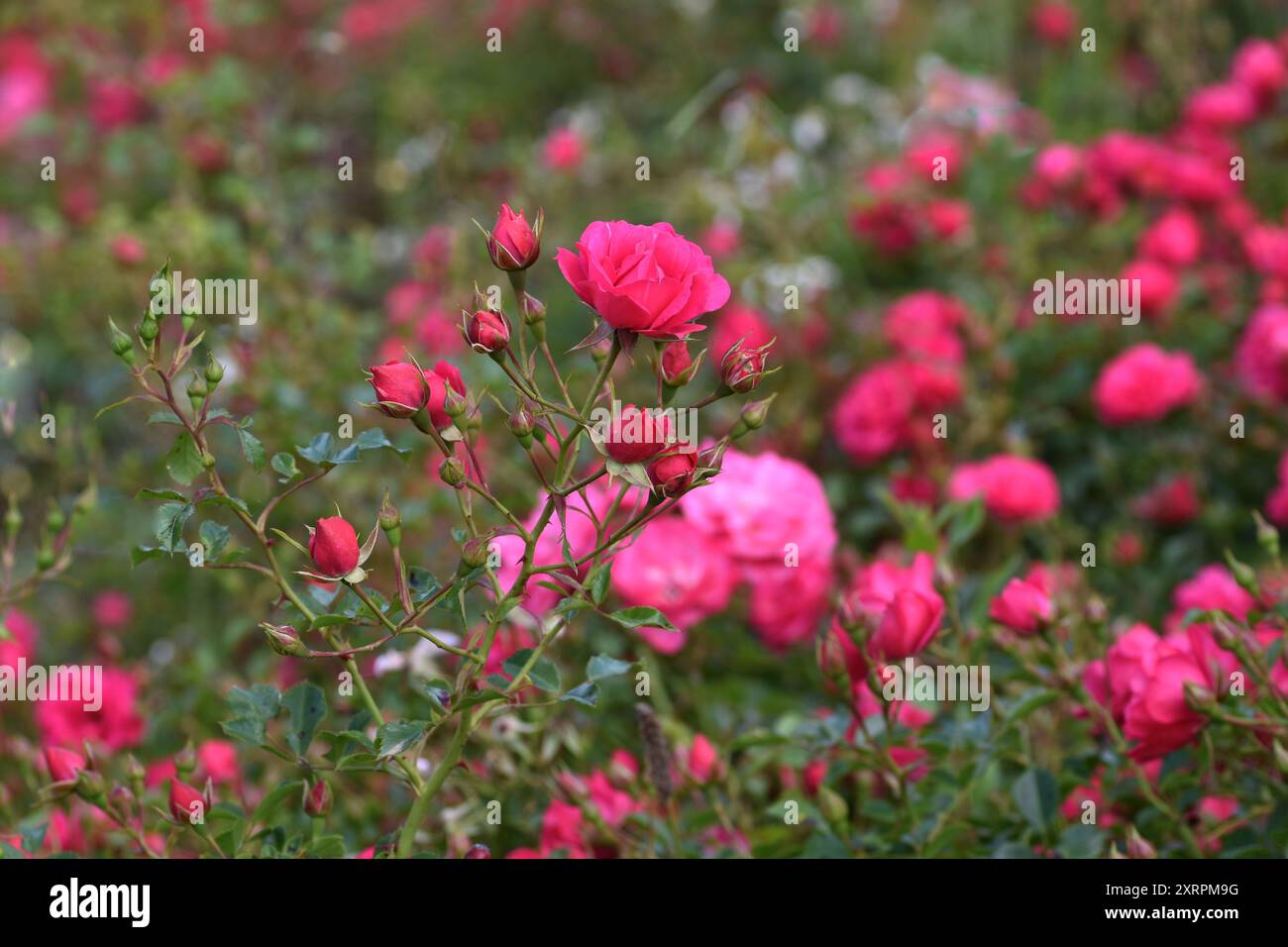 Red roses (Rosa sp) grown in a garden Stock Photo - Alamy