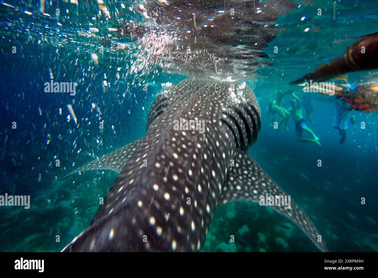 Tourists near of A Whale Shark Rhincodon Typus at Oslob Cebu, Central ...