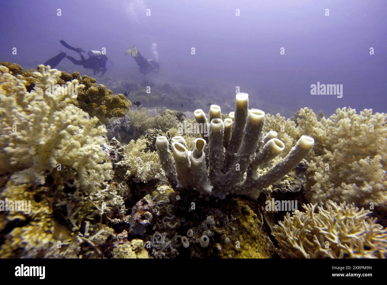 Soft Coral polyps Goniopora tentacles polyps feed feeding REEF ...