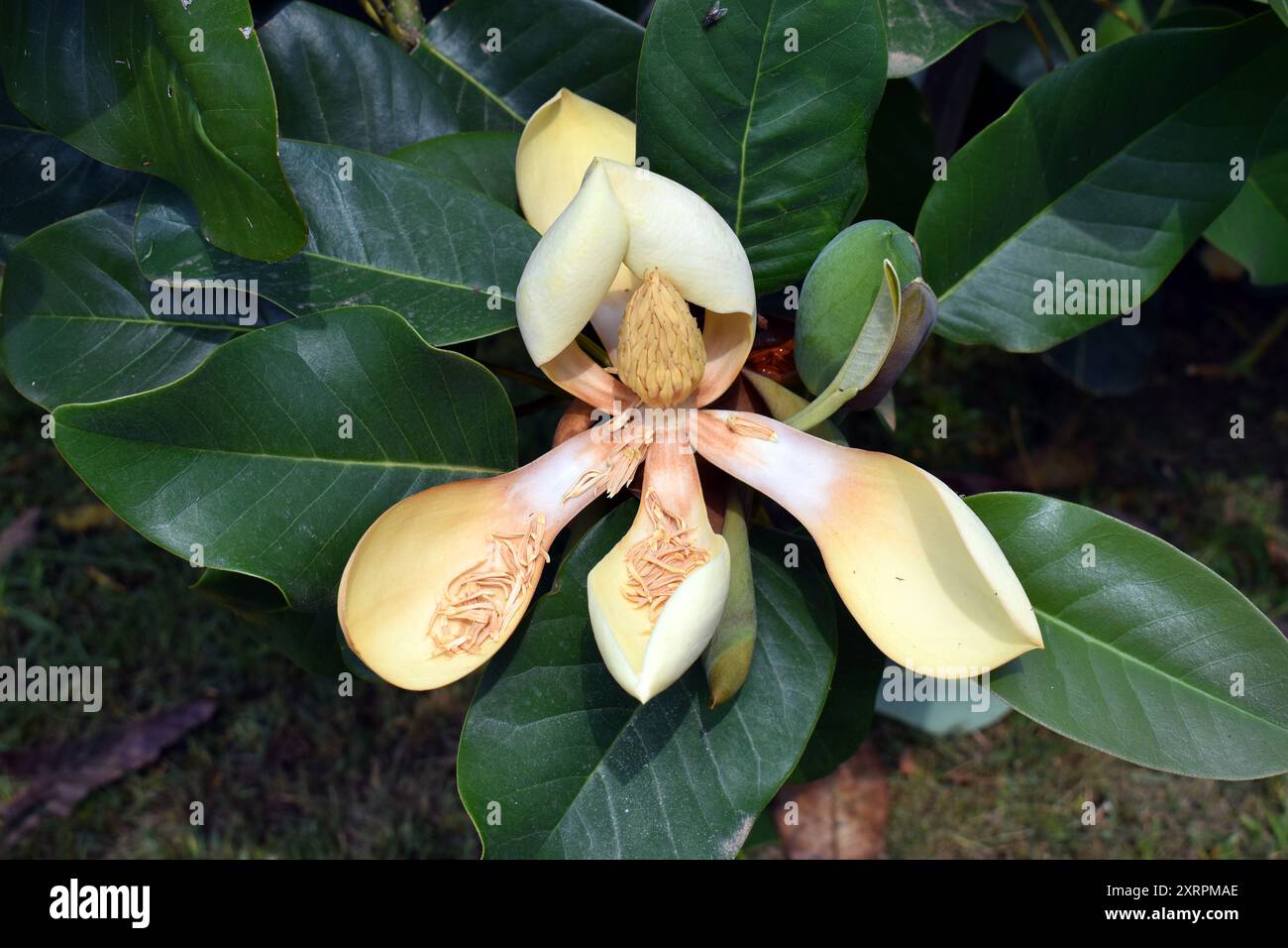 Yellow flowers of Delavay's magnolia (Magnolia delavayi Stock Photo - Alamy