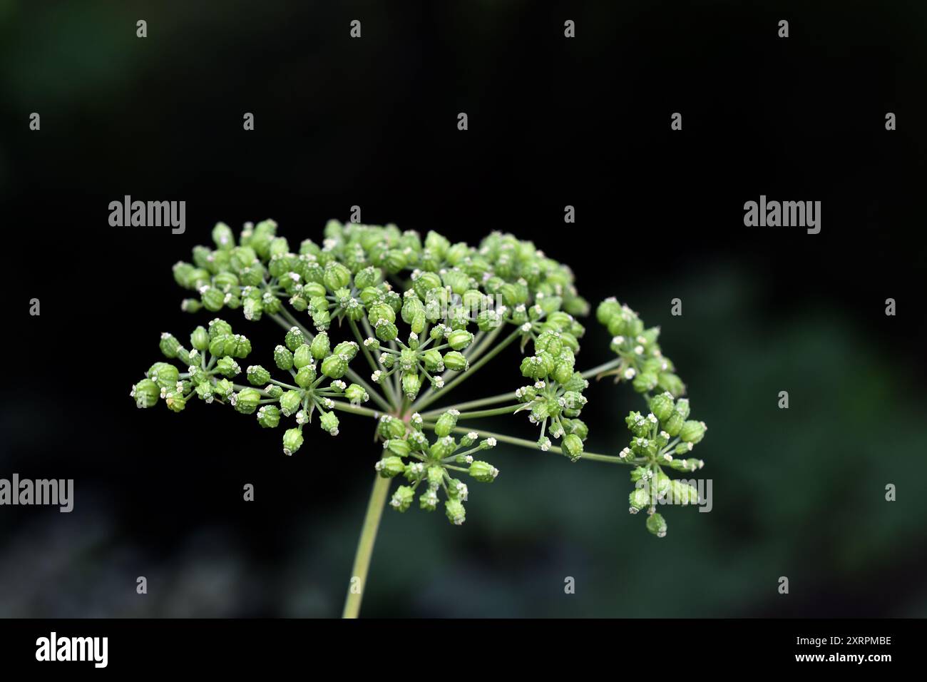 Fruits of the hemlock (Conium maculatum), a medicinal and poisonous ...