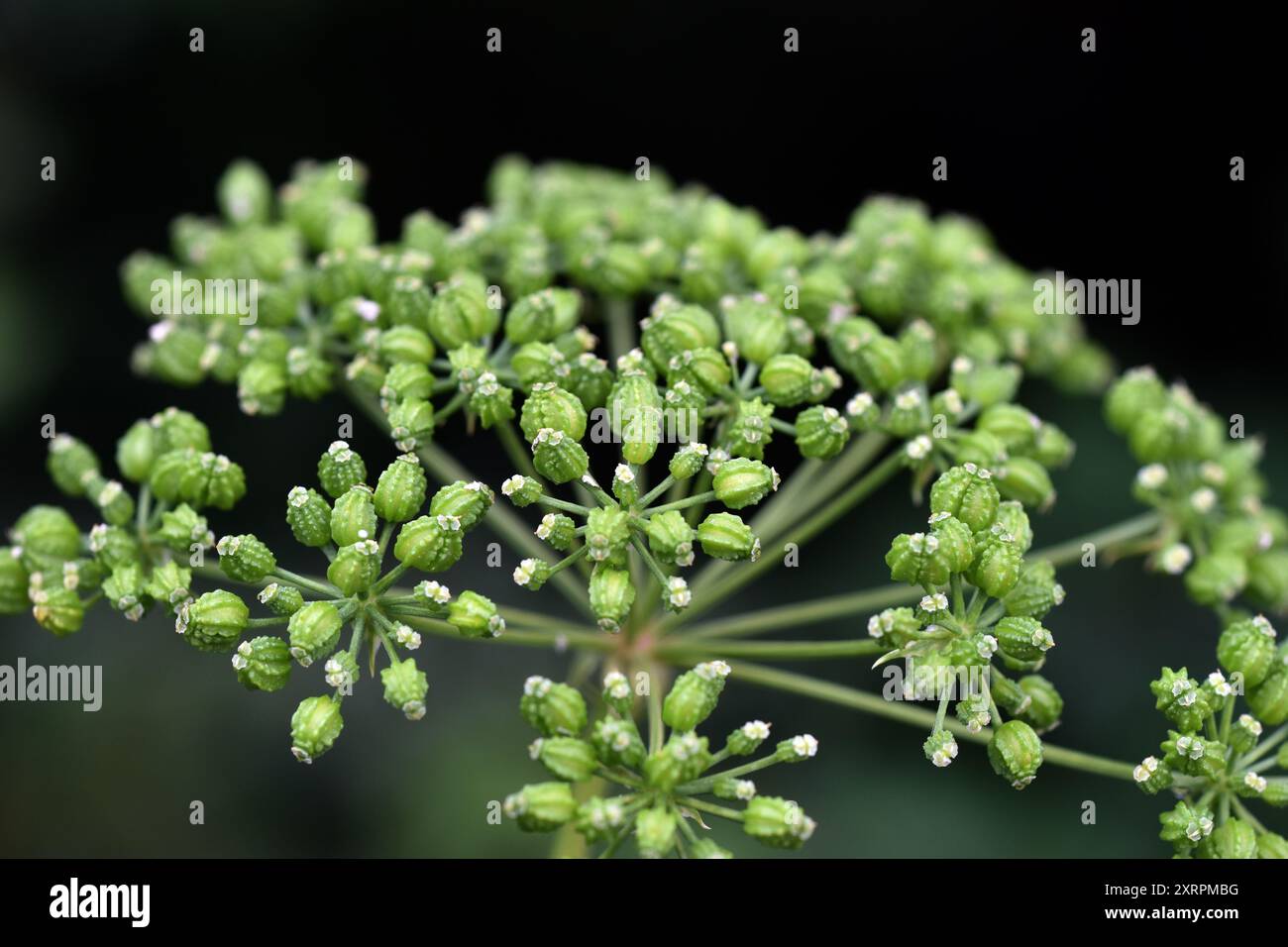 Fruits of the hemlock (Conium maculatum), a medicinal and poisonous ...