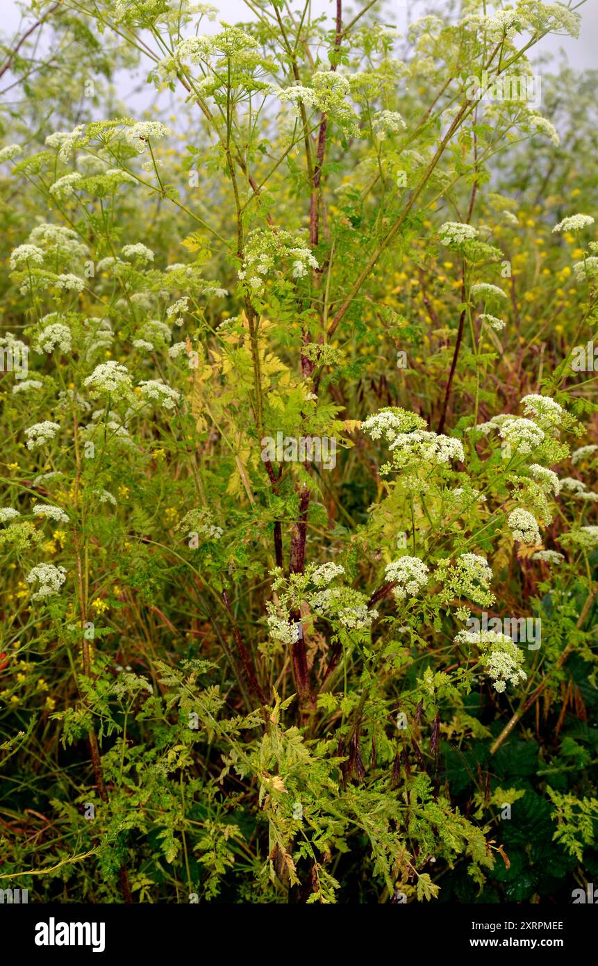 Poisonous hemlock plant hi-res stock photography and images - Alamy