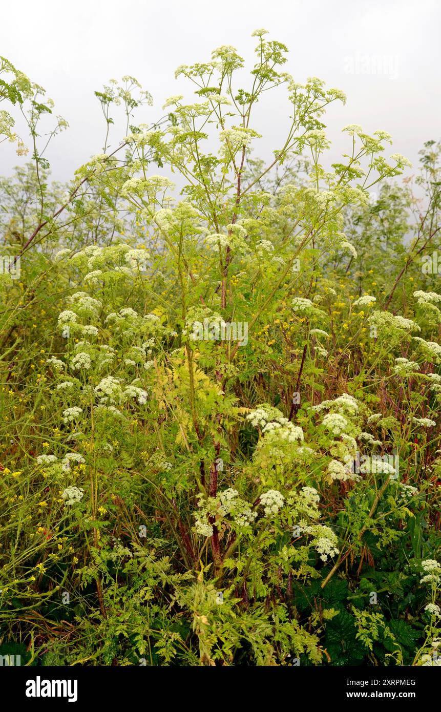 The poisonous hemlock plant (Conium maculatum) in flower Stock Photo ...