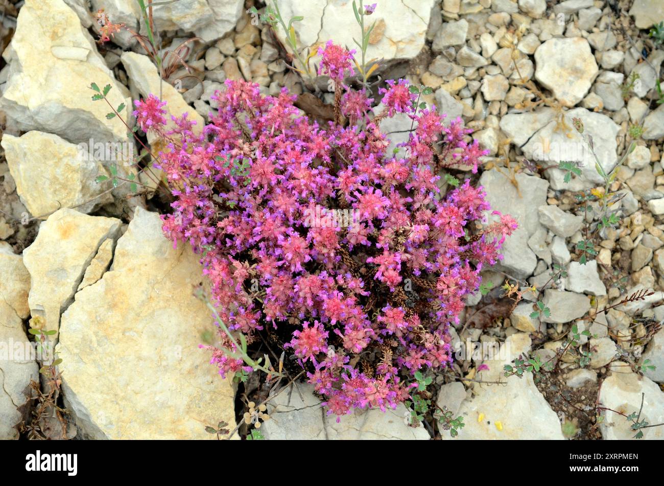 The lithophyte plant Coris monspeliensis on a loamy soil Stock Photo ...
