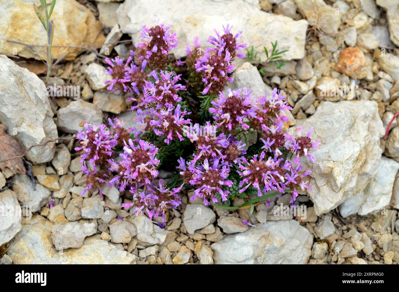 Lithophyte vegetation hi-res stock photography and images - Alamy