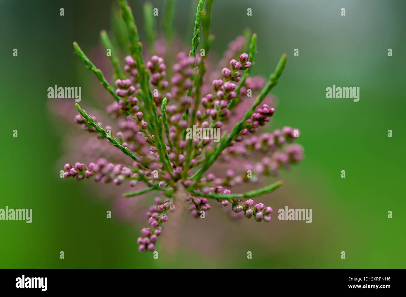 Pink tamarisk tamarix tree hi-res stock photography and images - Alamy