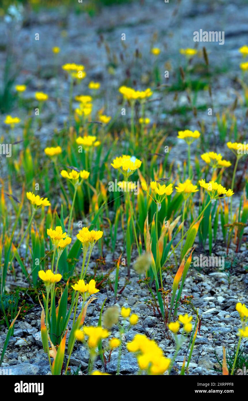 The yellow garlic (Allium moly) in flower It is a medicinal and edible ...