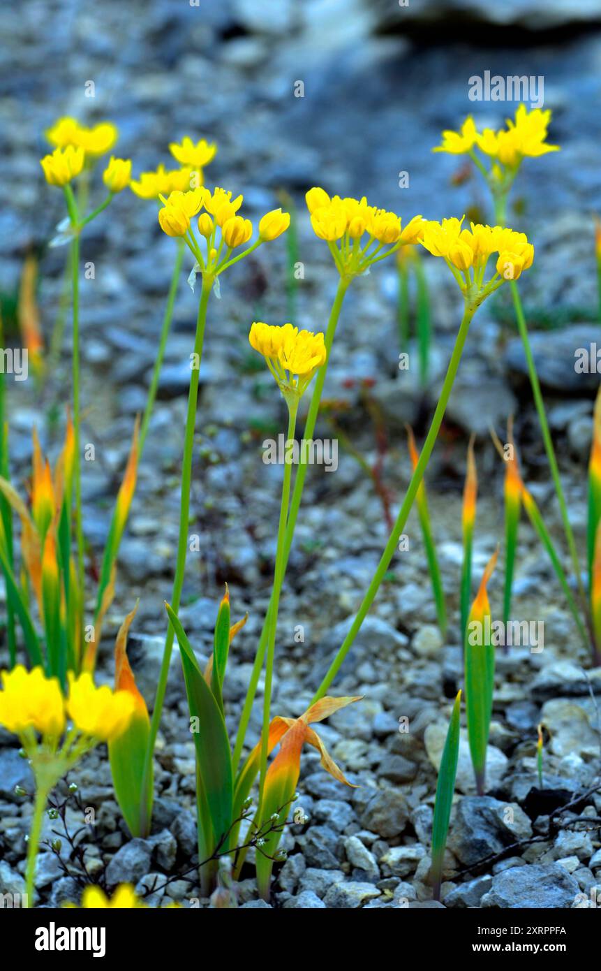 The yellow garlic (Allium moly) in flower It is a medicinal and edible ...