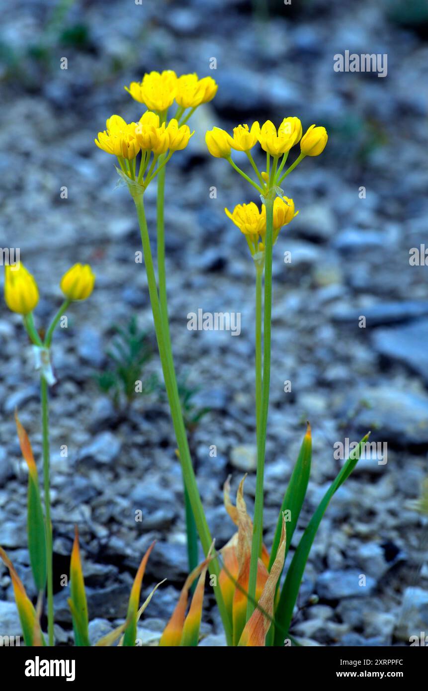 The yellow garlic (Allium moly) in flower It is a medicinal and edible ...