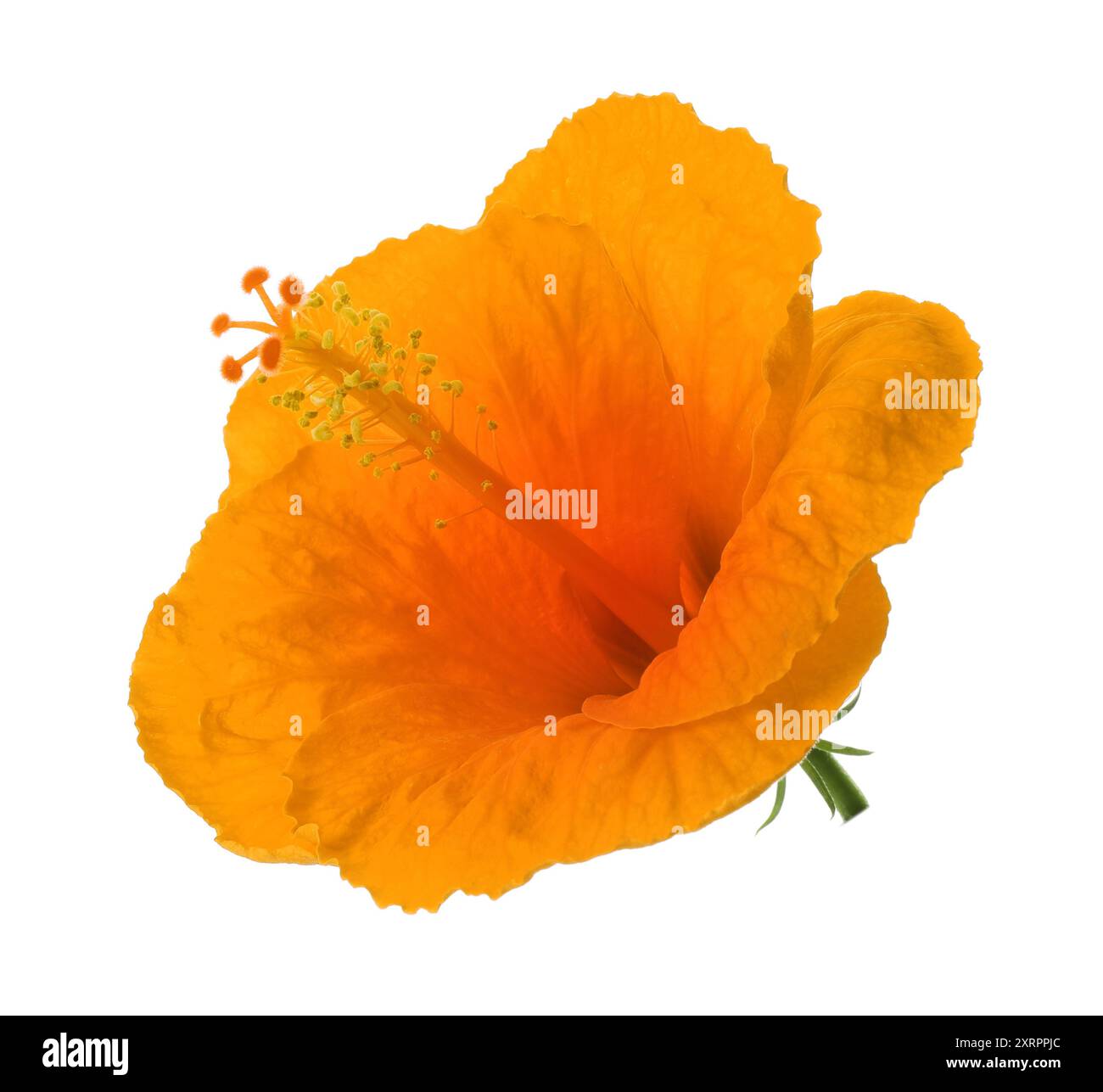 Beautiful orange hibiscus flower hi-res stock photography and images ...