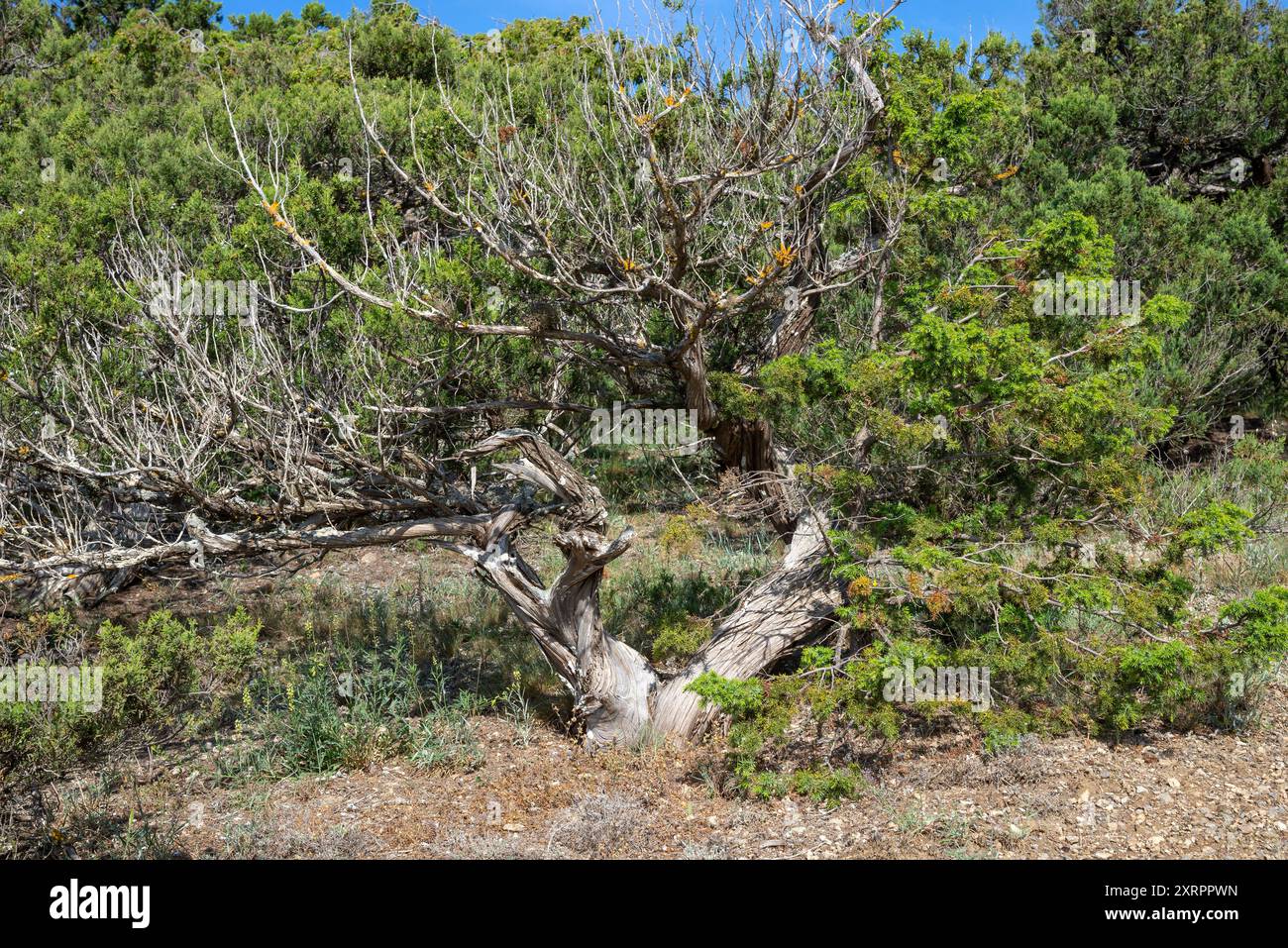 An old withered tree in a juniper grove. Golitsyn trail, Novy Svet ...