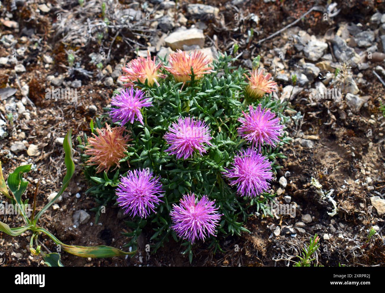Spring flowering of Jurinea humilis on a calcareous soil Stock Photo ...