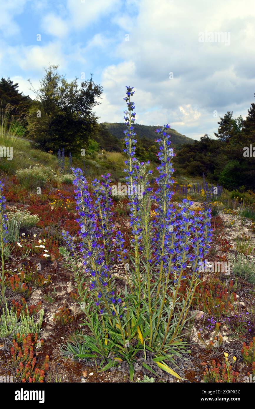 The viper's bugloss (Echium vulgare) and other species on a loamy soil ...