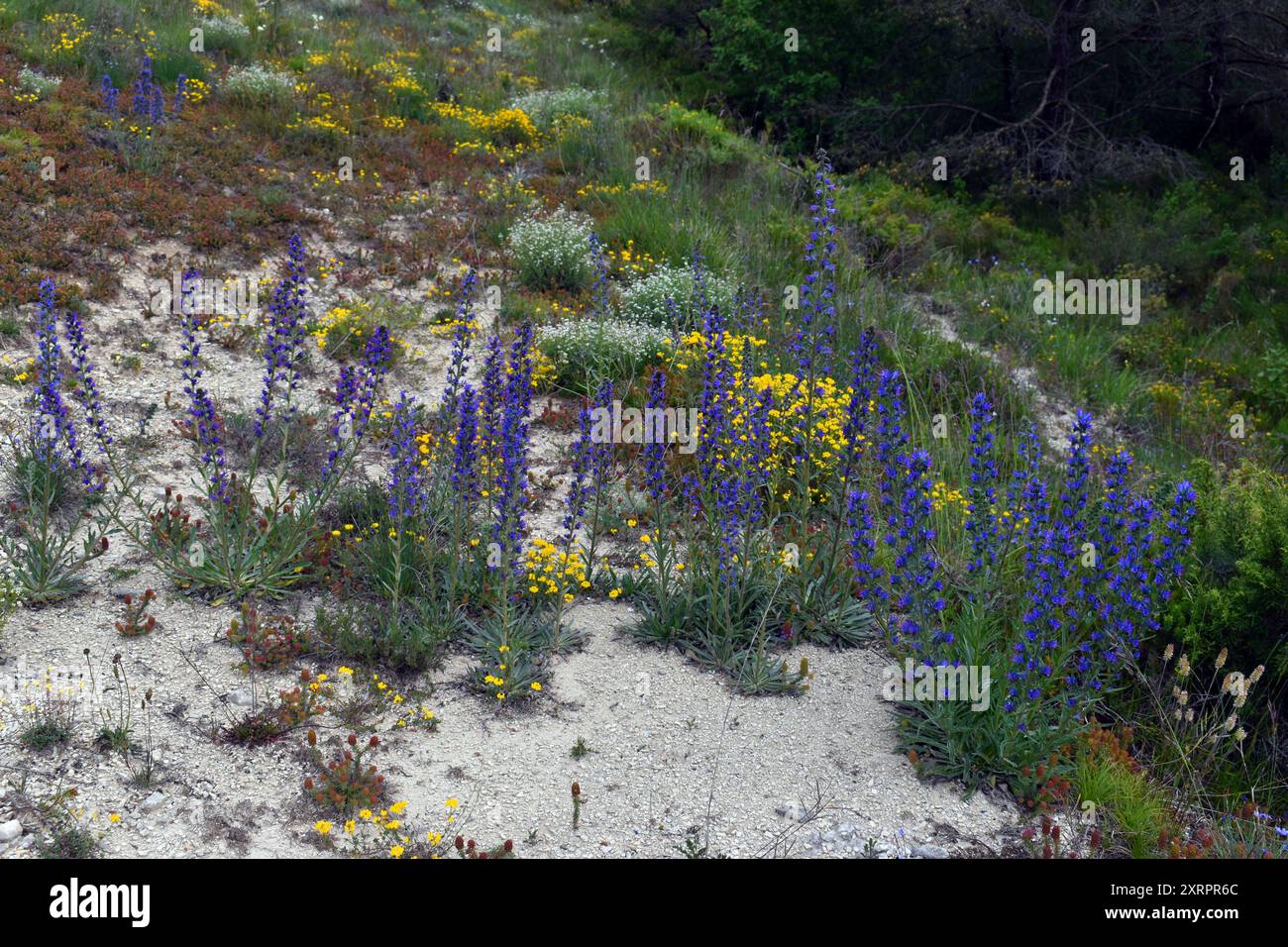 The viper's bugloss (Echium vulgare, in blue) and Lotus corniculatus ...